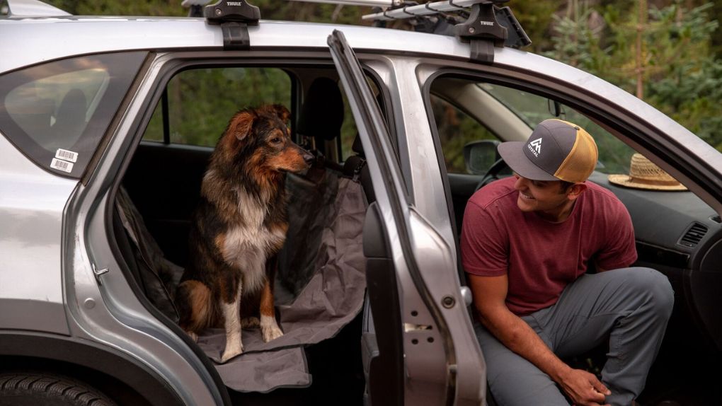 Car Trips With Dogs Discover Dogs car-trips-with-dogs-discover-dogs