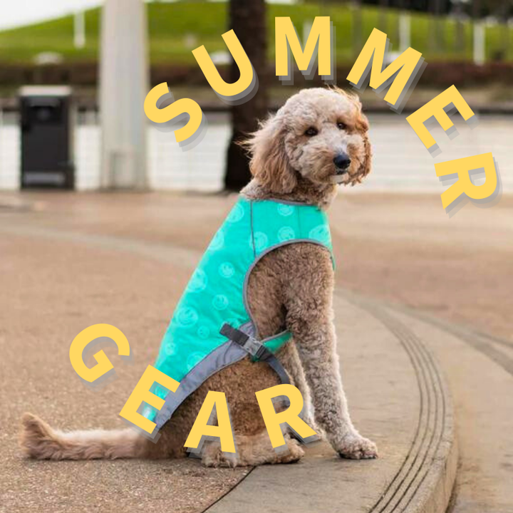 Welcome to Discover Dogs